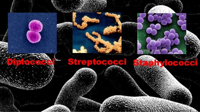 Eubacteria Kingdom Animals
