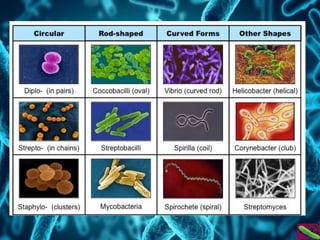 Eubacteria Shapes