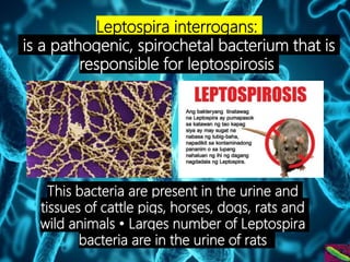 Eubacteria Kingdom Animals