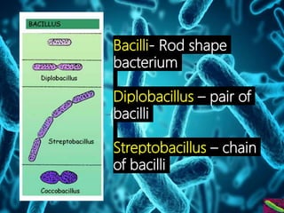 Examples Of Bacteria Kingdom
