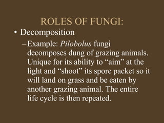 Kingdom Fungi | PPT