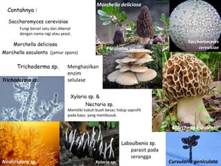 Kingdom fungi | PPTX