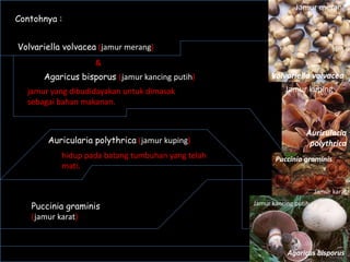Kingdom fungi | PPTX