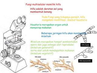 Kingdom fungi | PPTX