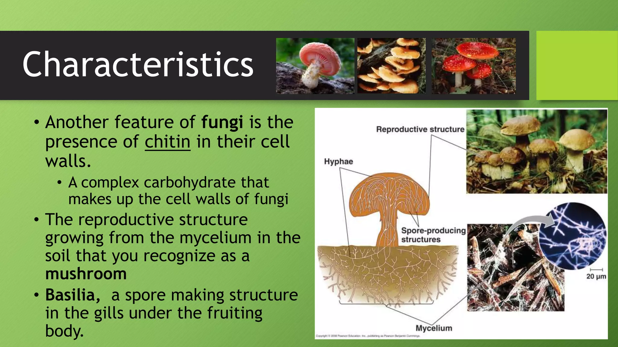 Kingdom fungi: THE SAC FUNGI | PPTX