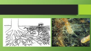 Kingdom fungi: THE SAC FUNGI | PPTX