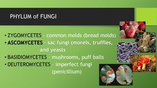 Kingdom fungi: THE SAC FUNGI | PPTX