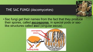 Kingdom fungi: THE SAC FUNGI | PPT