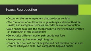 Kingdom fungi: THE SAC FUNGI | PPTX