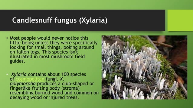 Kingdom fungi: THE SAC FUNGI | PPTX