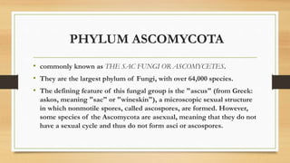 Kingdom fungi | PPT