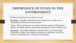 Kingdom fungi | PPT
