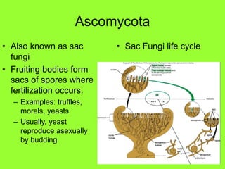 Kingdom fungi | PPT