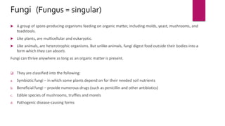 Kingdom Fungi grade 8 | PPTX