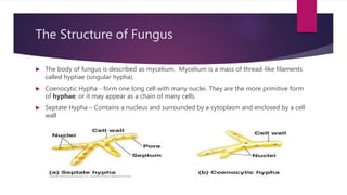 Kingdom Fungi grade 8 | PPTX