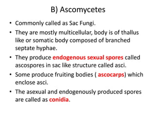 Kingdom fungi | PPTX