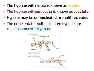 Kingdom fungi | PPTX