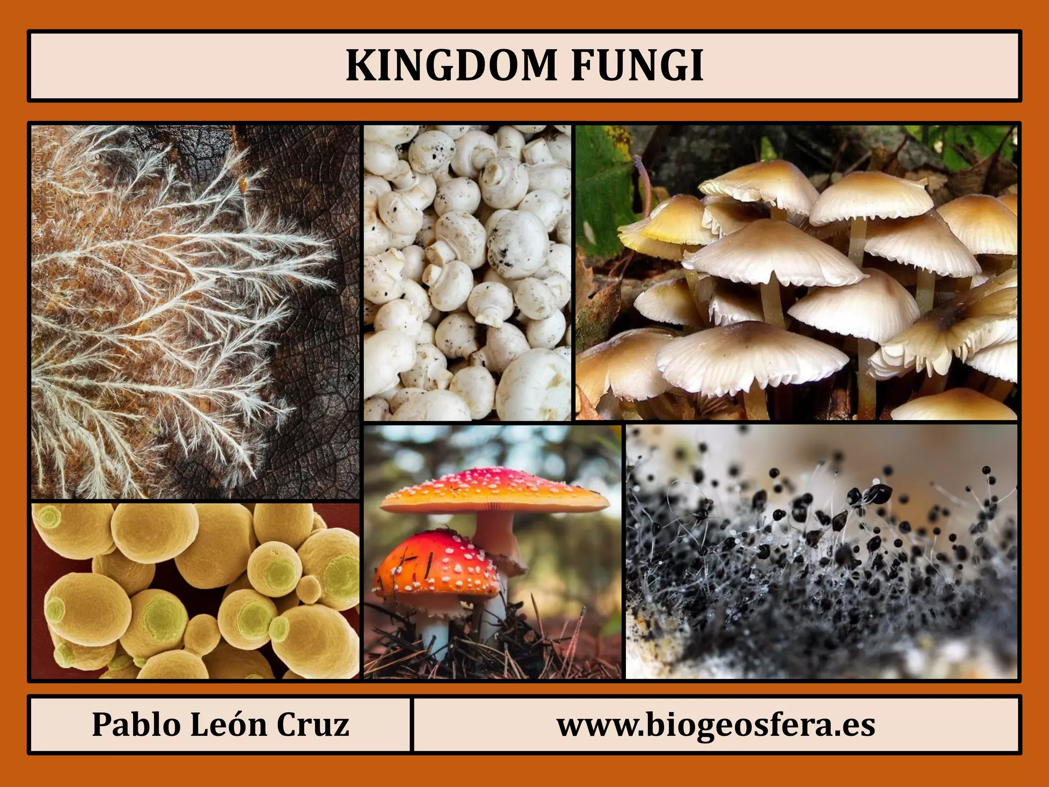 Examples Of Kingdom Fungi In Biology