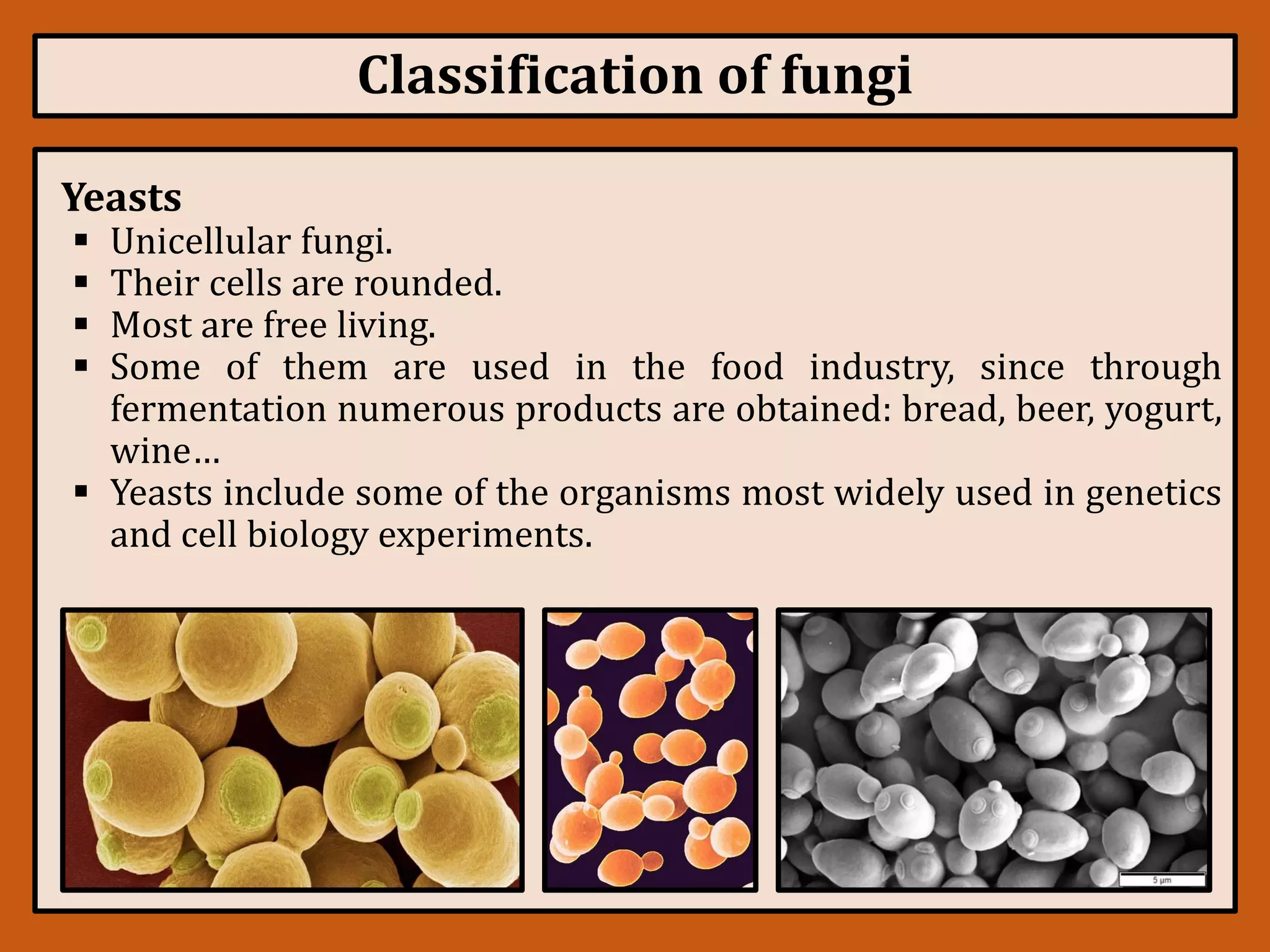 Unicellular Fungi