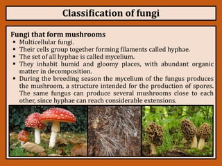 Fungi Kingdom Yeast