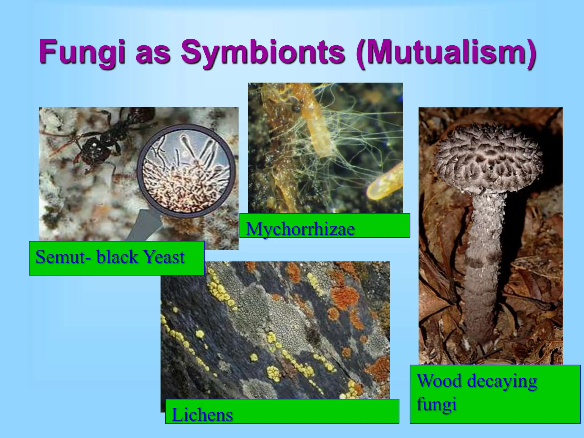 list of Kingdom of plant pathogenic Fungi.ppt