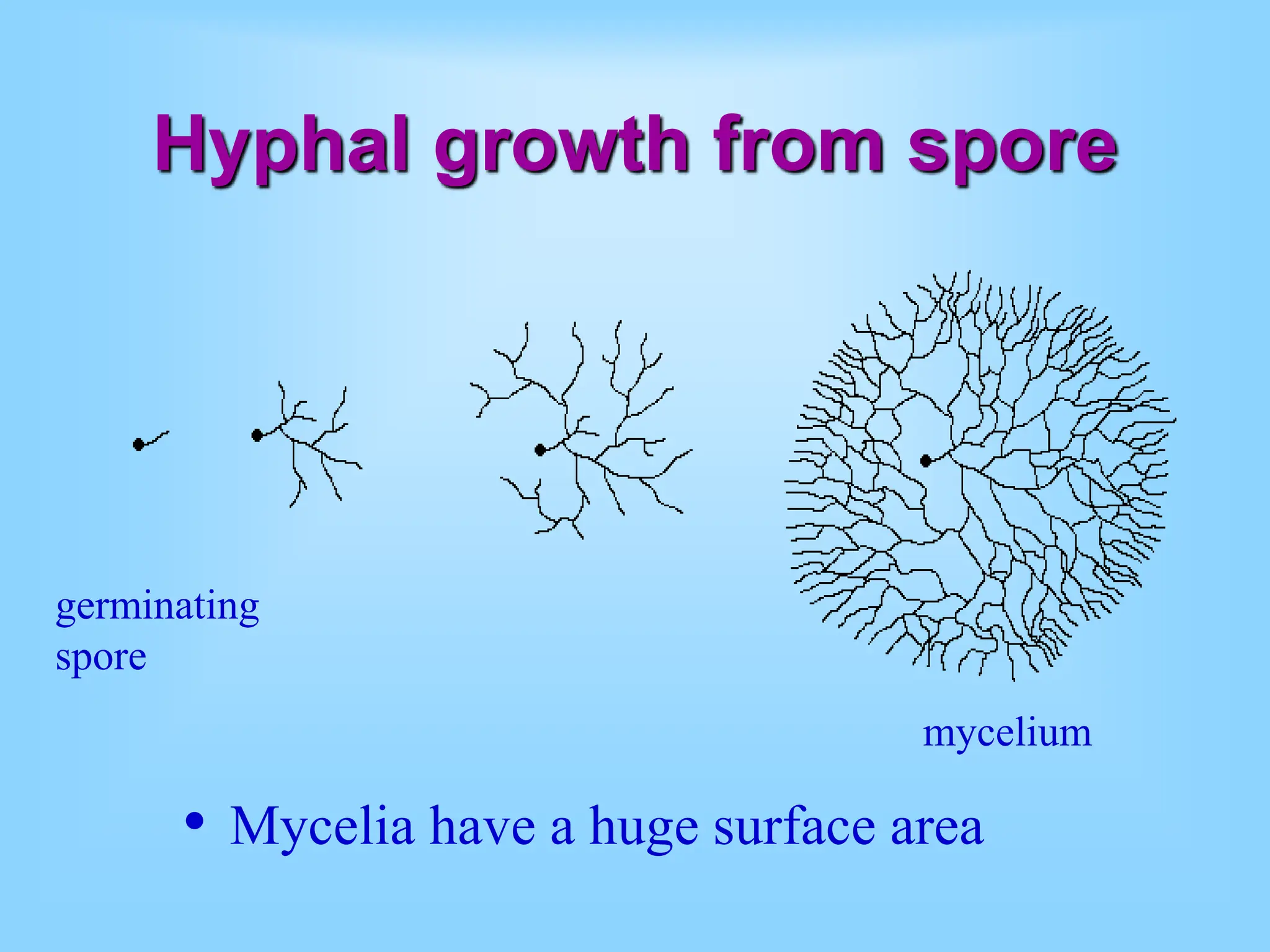 list of Kingdom of plant pathogenic Fungi.ppt