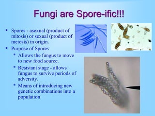 list of Kingdom of plant pathogenic Fungi.ppt