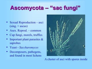 list of Kingdom of plant pathogenic Fungi.ppt