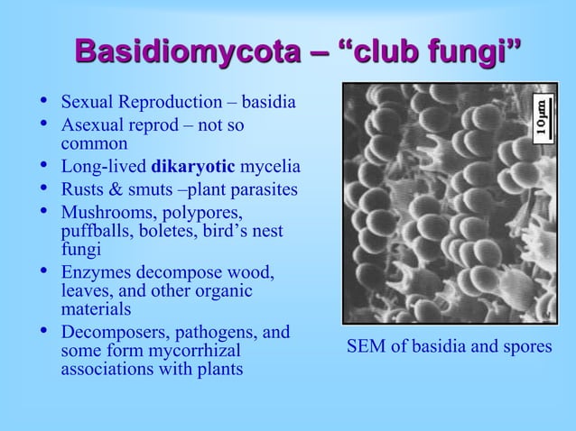 list of Kingdom of plant pathogenic Fungi.ppt | Gardening | Home & Garden
