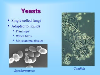 list of Kingdom of plant pathogenic Fungi.ppt