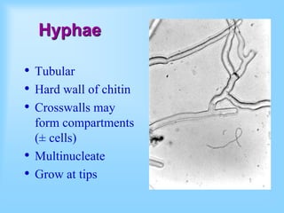 list of Kingdom of plant pathogenic Fungi.ppt | Gardening | Home & Garden