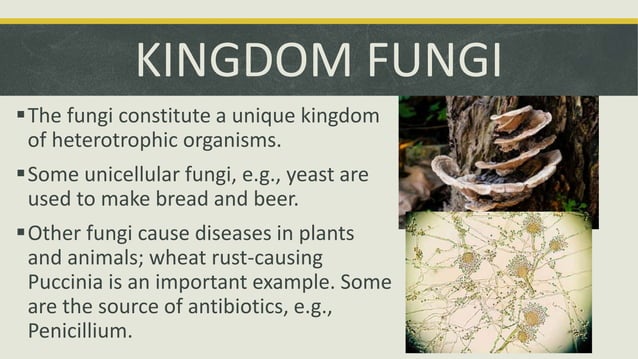 Kingdom Fungi and Kingdom Plantae...pptx