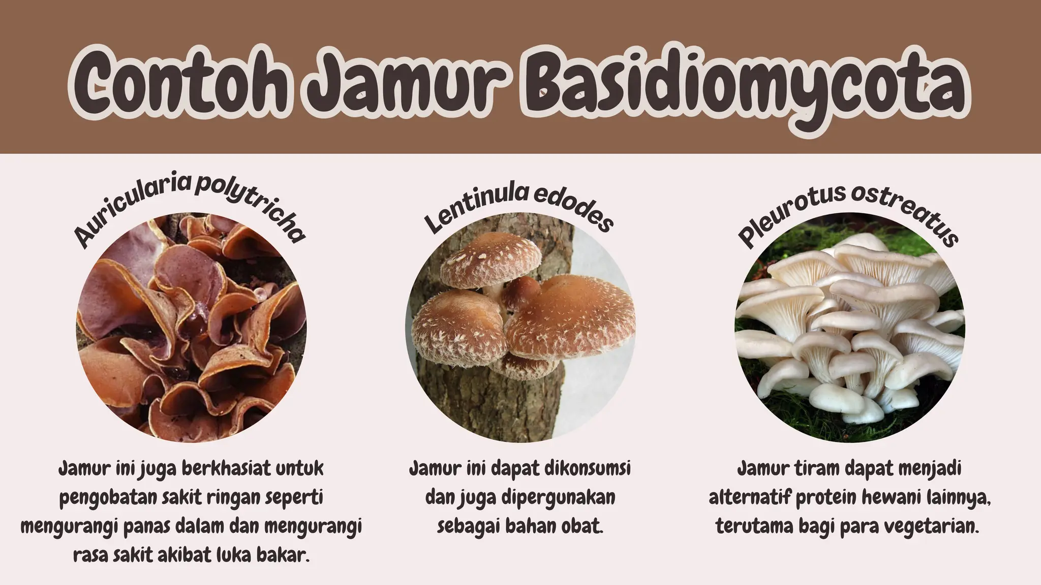 Memahami Kehidupan Rahasia Kingdom Fungi | PDF
