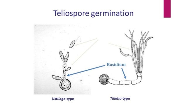 Kingdom fungi (ustilago)