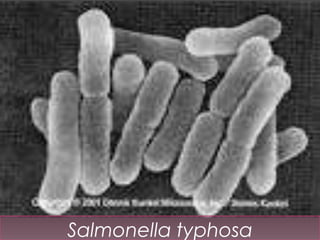 Kingdom monera | PPTX