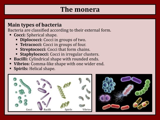 Kingdom Monera | PDF