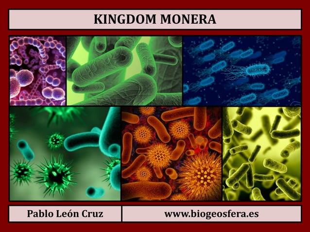 Ejemplos Del Reino Monera Reino Monera