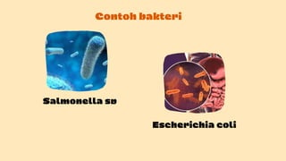 Kingdom Monera(1).pptx