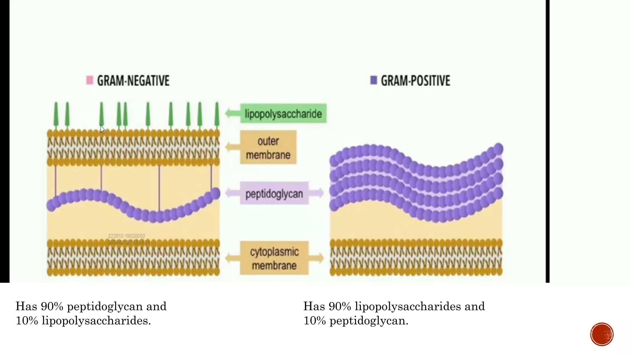 Kingdom Monera and ultrastructure of bacteria | PPT