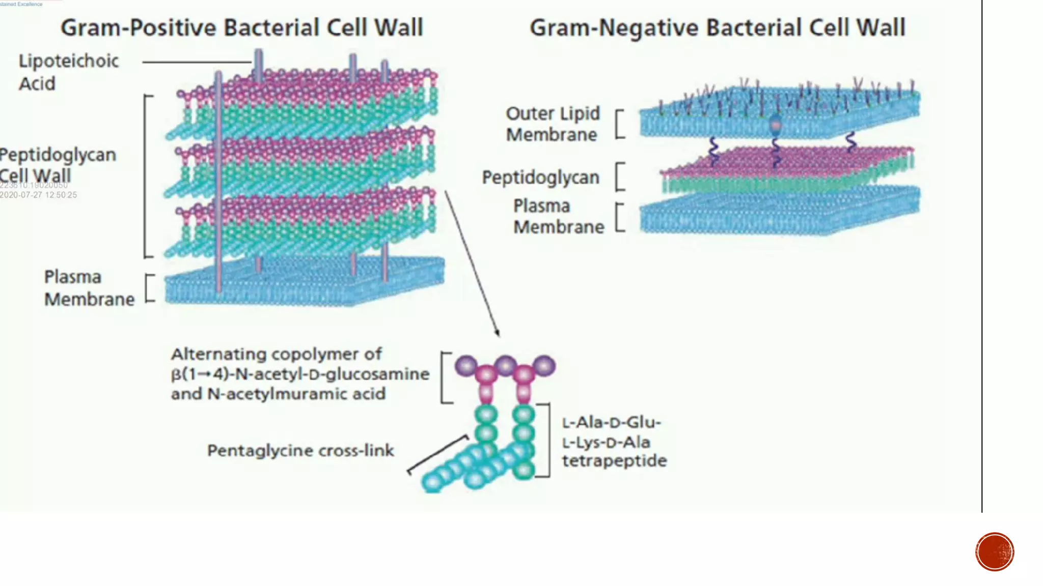 Kingdom Monera and ultrastructure of bacteria | PPT