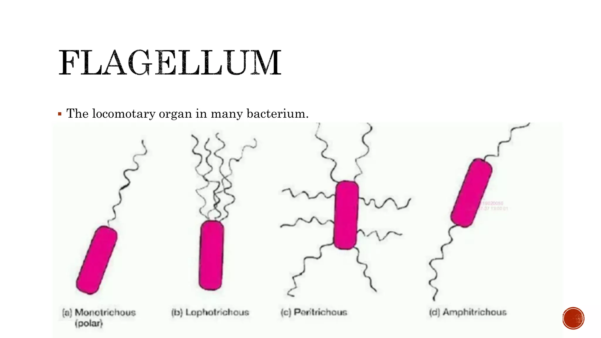 Kingdom Monera and ultrastructure of bacteria | PPT
