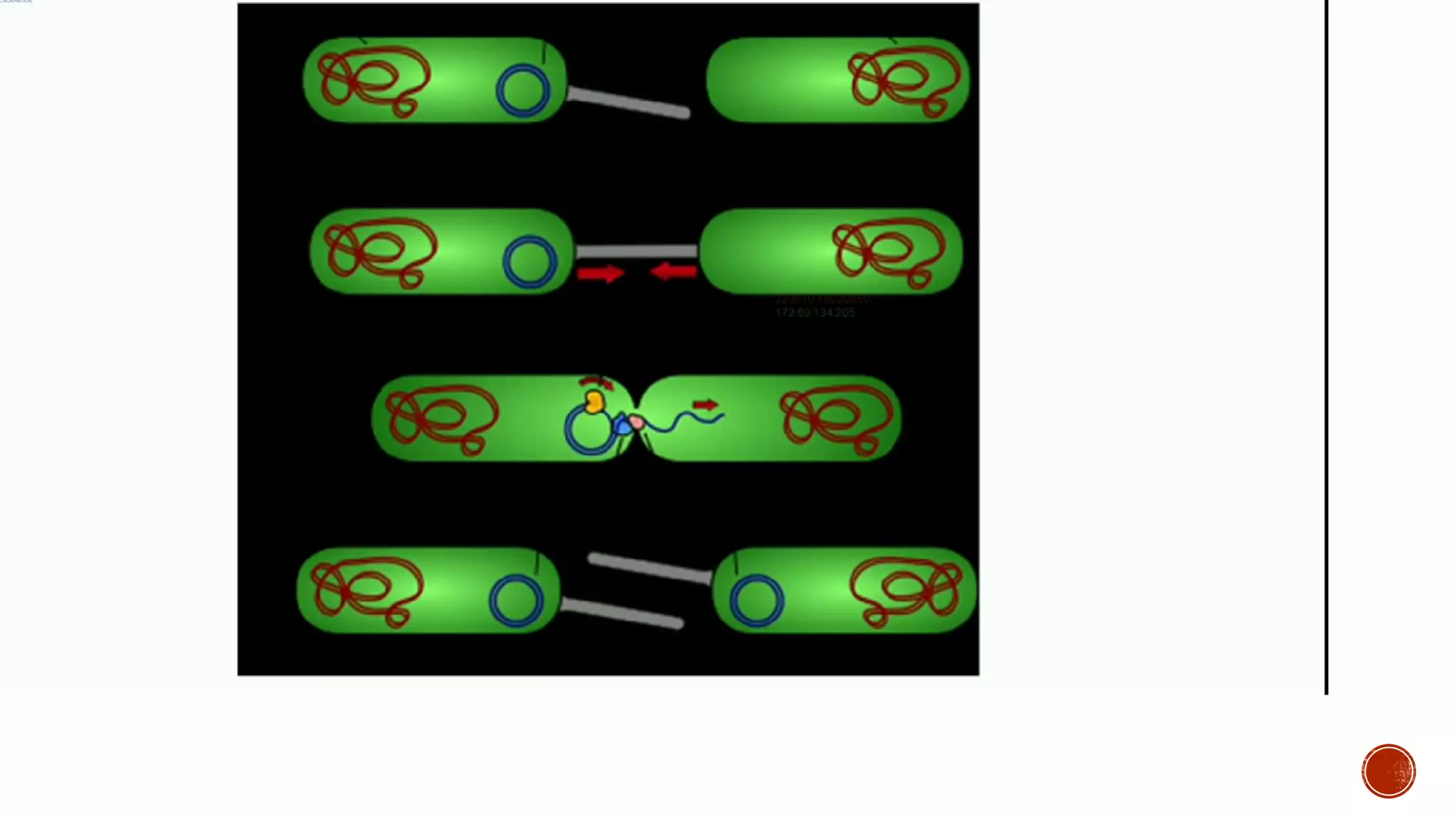 Kingdom Monera and ultrastructure of bacteria | PPT