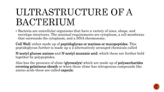 Kingdom Monera and ultrastructure of bacteria | PPT