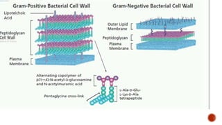 Kingdom Monera and ultrastructure of bacteria | PPT