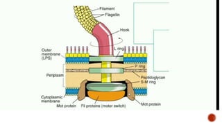 Kingdom Monera and ultrastructure of bacteria | PPT
