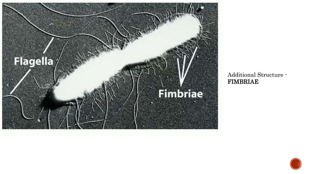 Kingdom Monera and ultrastructure of bacteria | PPT