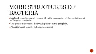 Kingdom Monera and ultrastructure of bacteria | PPT