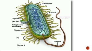 Kingdom Monera and ultrastructure of bacteria | PPT