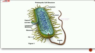Kingdom Monera and ultrastructure of bacteria | PPT