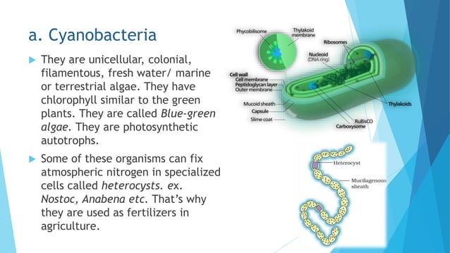 Kingdom Monera or bacteria (biological classification) by Ratnodip Saha ...